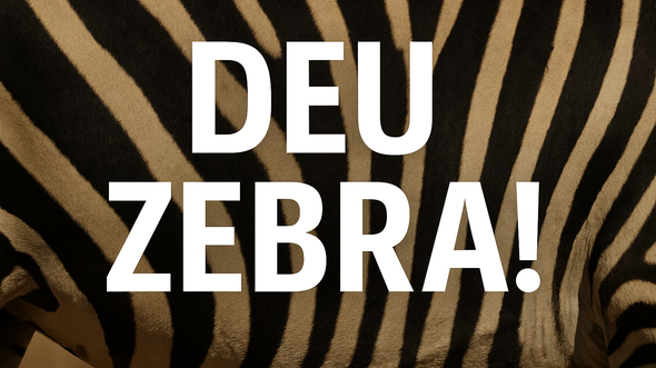 De onde vem a expressão “deu zebra” e o que ela significa?